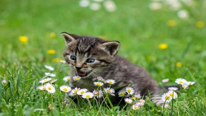 Animal Laws In India animal-laws-in-india